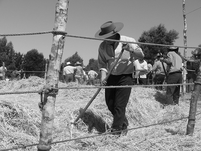 Trilla a yegua suelta en Empedrado Septima Región Maule: HISTORIA DE LA ...